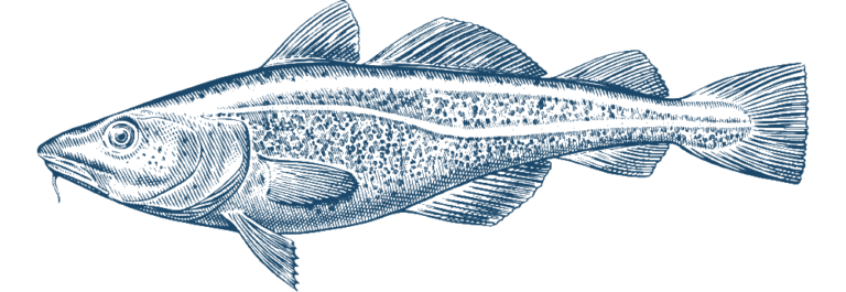 Wild-caught Atlantic Cod - Wilder Seafood Company, USA